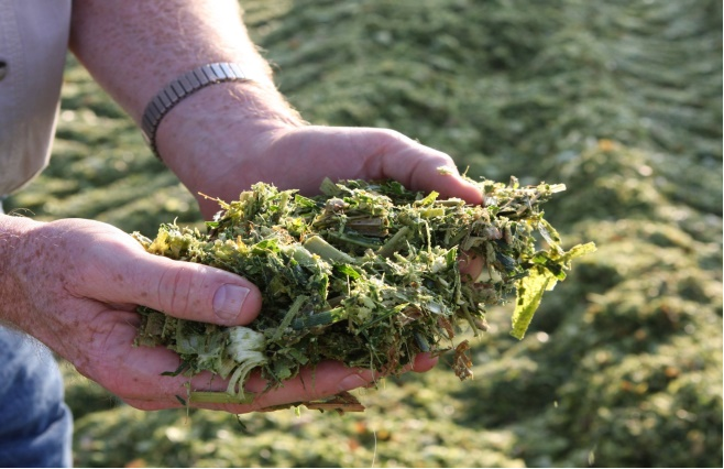 Silage – Animal Feed – Sana Fortis